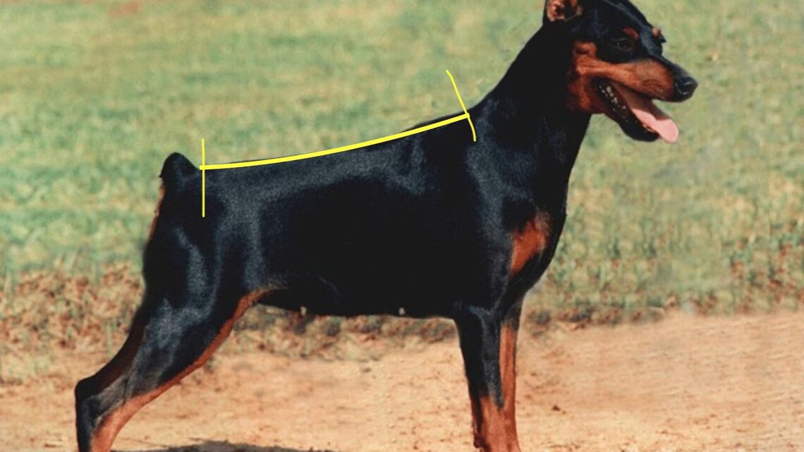 How to Take the Measurements of Your Dog Correctly | Etsy