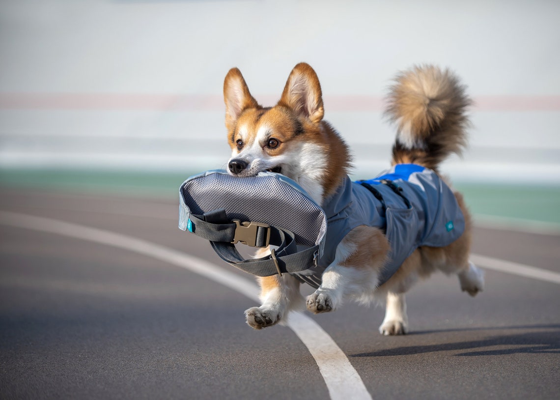 Dachshund / Corgi Waterproof Dog Raincoat Membrane Material | Etsy