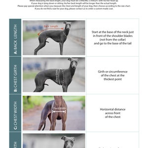 How to Take the Measurements of Your Dog Correctly - Etsy