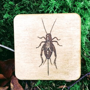 Set of 6 Wooden Bug Coasters - Engraved Study of Insect on Wood Coaster ...
