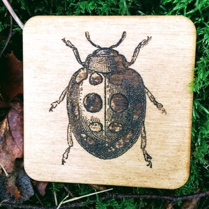 Set of 6 Wooden Bug Coasters - Engraved Study of Insect on Wood Coaster ...
