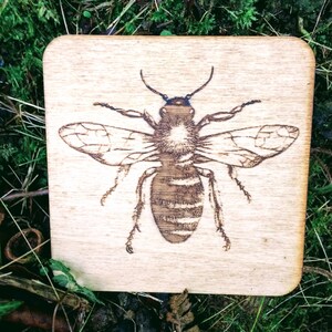 Set of 6 Wooden Bug Coasters - Engraved Study of Insect on Wood Coaster ...