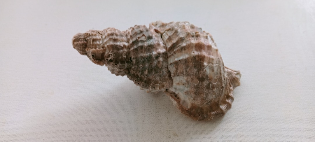 Ranella Olearium Sea Shell Big Size 123 Mm for Curiosity - Etsy