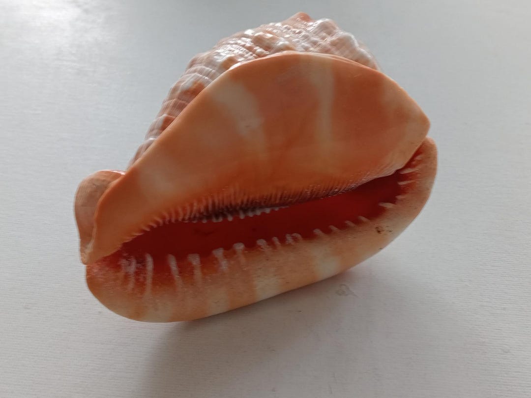 Cypraea Cassis Rufa Sea Shell Big Size 110 Mm for Curiosity Cabinet ...