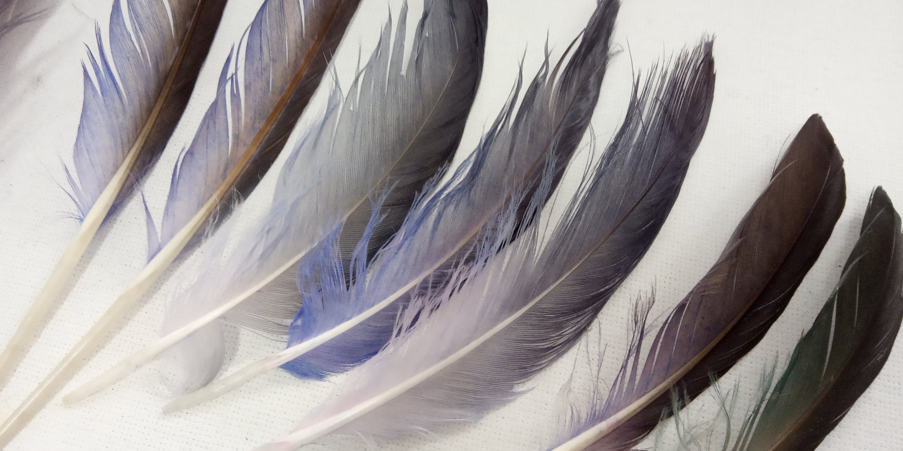 24 Hand-painted Natural Seagull Feathers for Creative Projects | Etsy