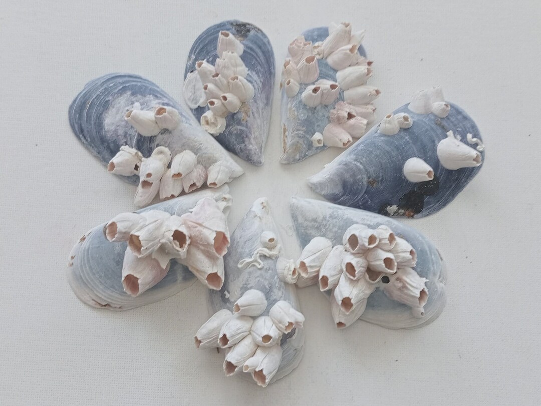 7 Barnacle Mussel Sea Shells for Marine Wall Art Natural Barnacle ...
