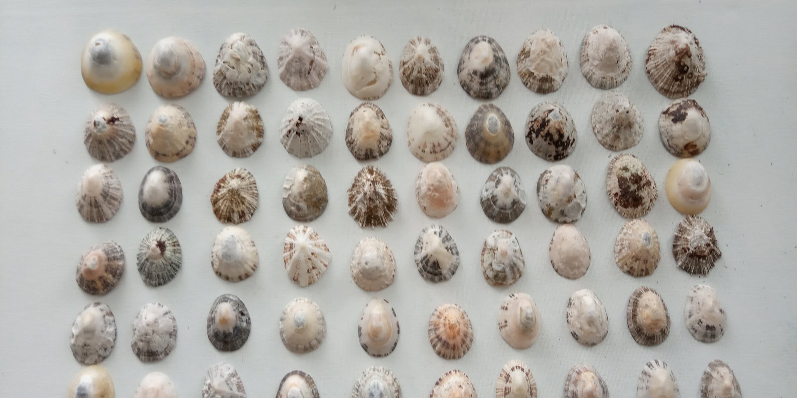 100 Limpet Shells Large Lot With Quality for Wedding Decor - Etsy