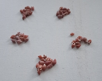 100 Mussel Shells XS Sea Shell Bulk Large Lot With Quality Supplies for ...