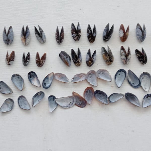 Mussel Shells - Etsy
