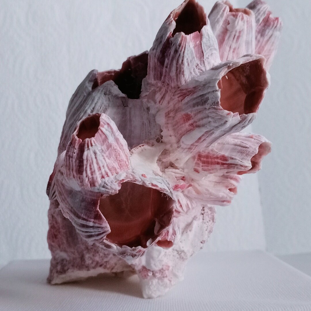 XXL Barnacle Cluster Sea Shell for Terrariums and Craft Supplies ...