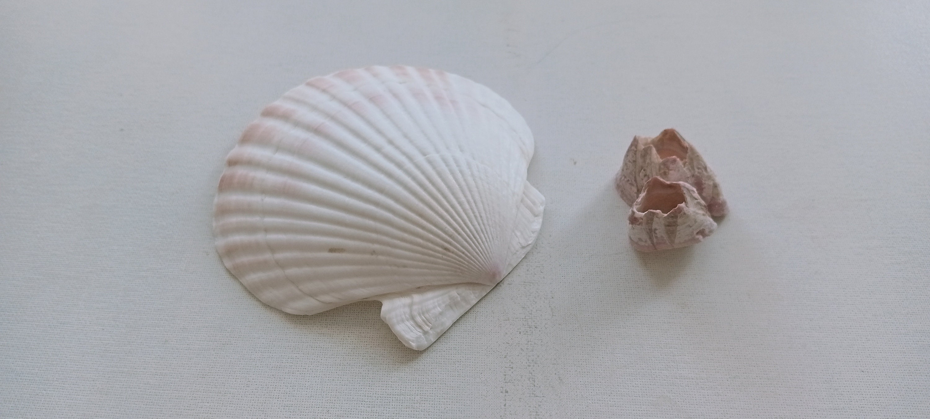 Scallop Shell Inside