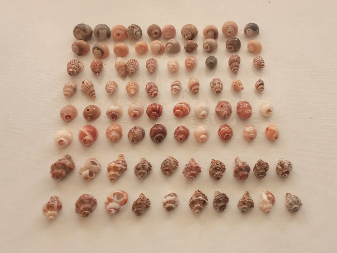 80 Atlantic Sea Shell Fragments for Beach Style Crafts Bulk Brocken ...