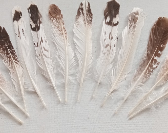 12 Medium Natural Seagull Feathers for Creative Projects Hair Decor ...