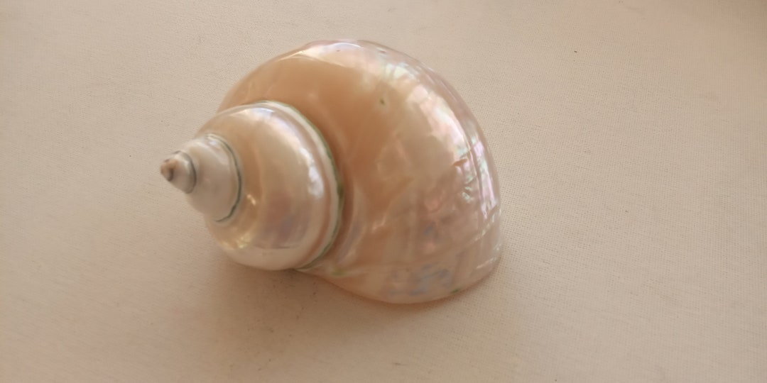 Turbo Imperialis Sea Shell Big Size 95 Mm for Curiosity Cabinet ...