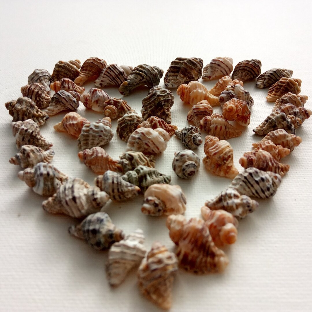 50 Sting Winkle Shells Portugais Sea Shell Bulk Large Lot avec des ...