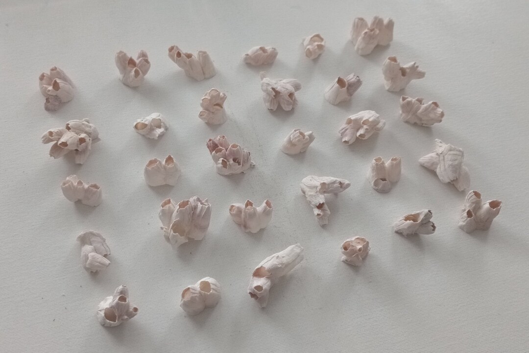 30 Barnacle Clusters and Barnacle Sea Shells for Terrariums and Craft ...
