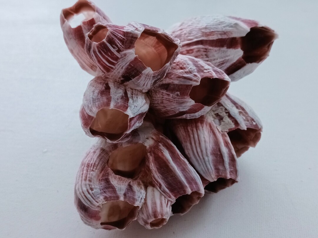 XXL Barnacle Cluster Sea Shell for Coastal Decor Ocean Themed Crafts ...