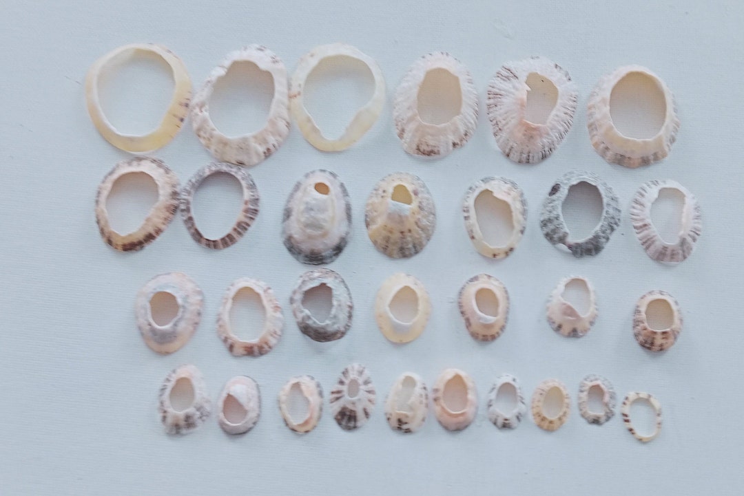 Sea Shell Shards 30 Pcs Beach Finds and Shell Limpet Fragments for ...