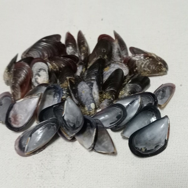 Mussel Shells - Etsy