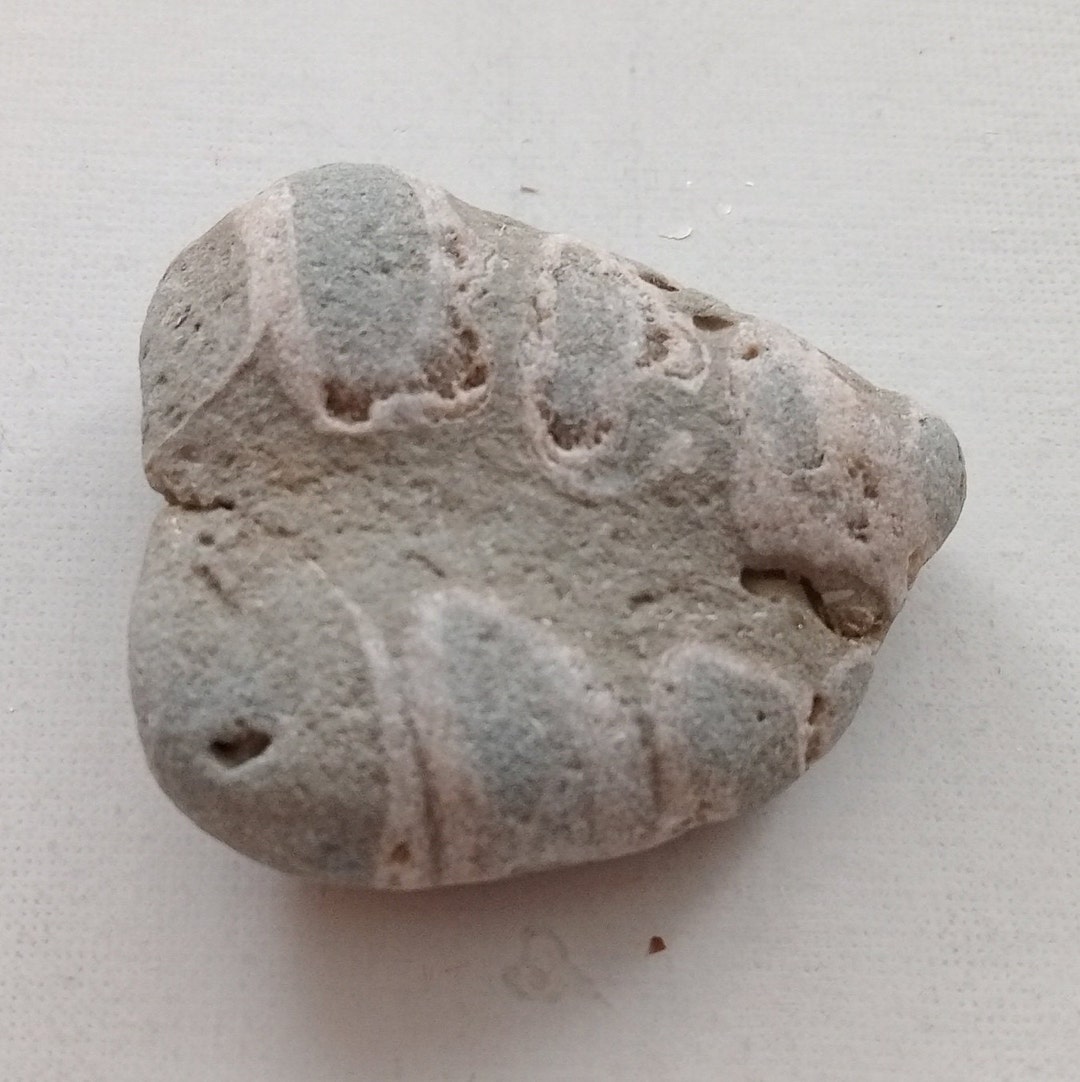 Claster Sea Shell Fossil for Collection Creative Projects Gift for Budding Geologists Oddities ...