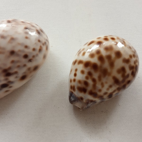 Rare Sea Shells - Etsy