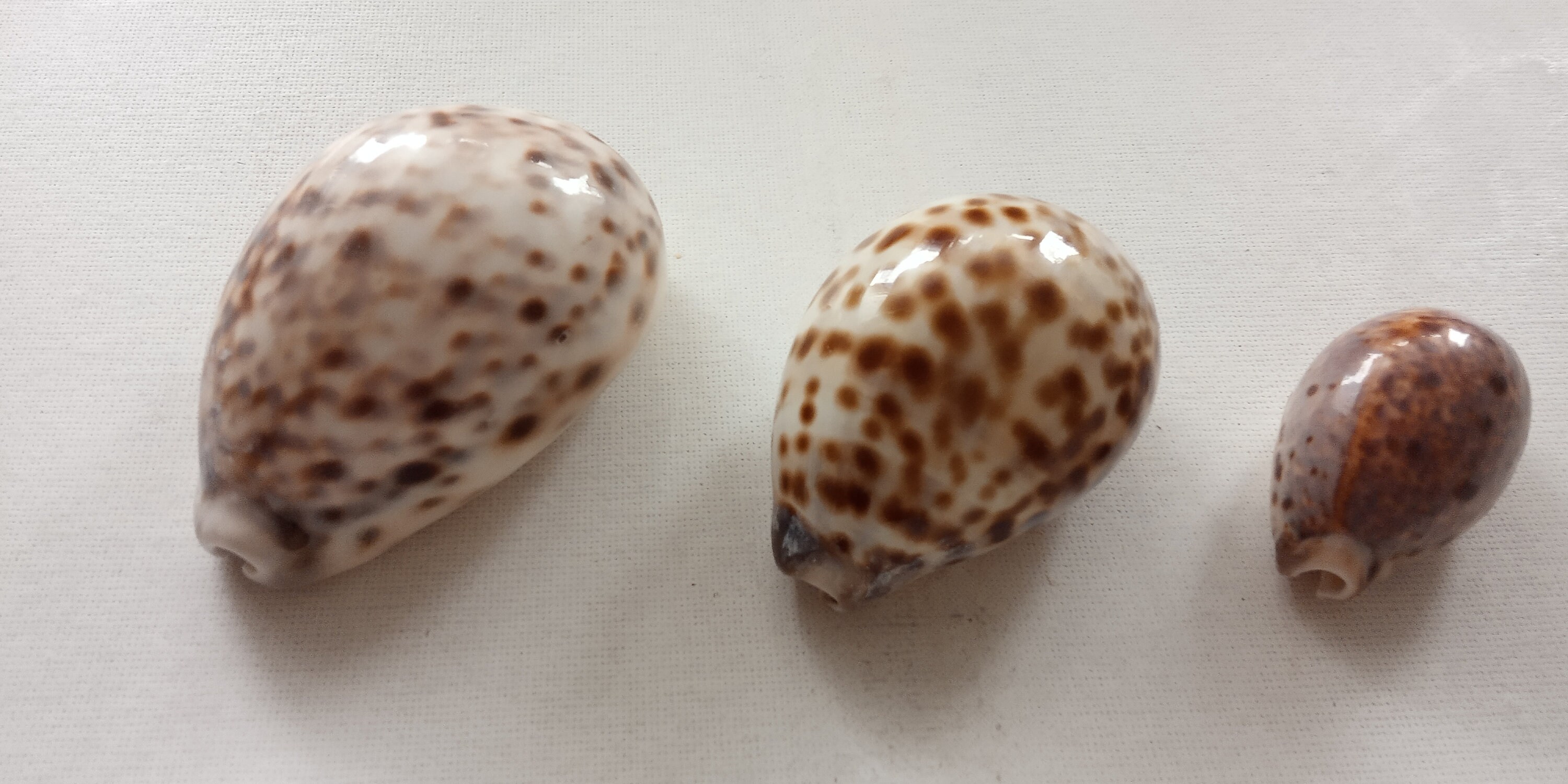 Cypraea Tigris