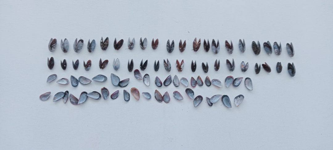 120 Tiny Mussel Shells XXS Sea Shell Bulk Large Lot With Quality ...
