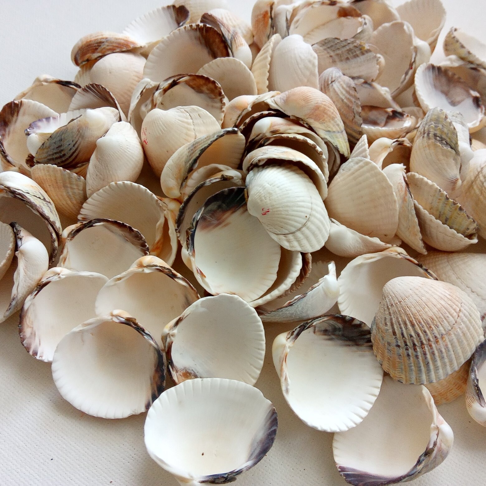 100 coquillages blancs à coque moyenne pour lartisanat | Etsy