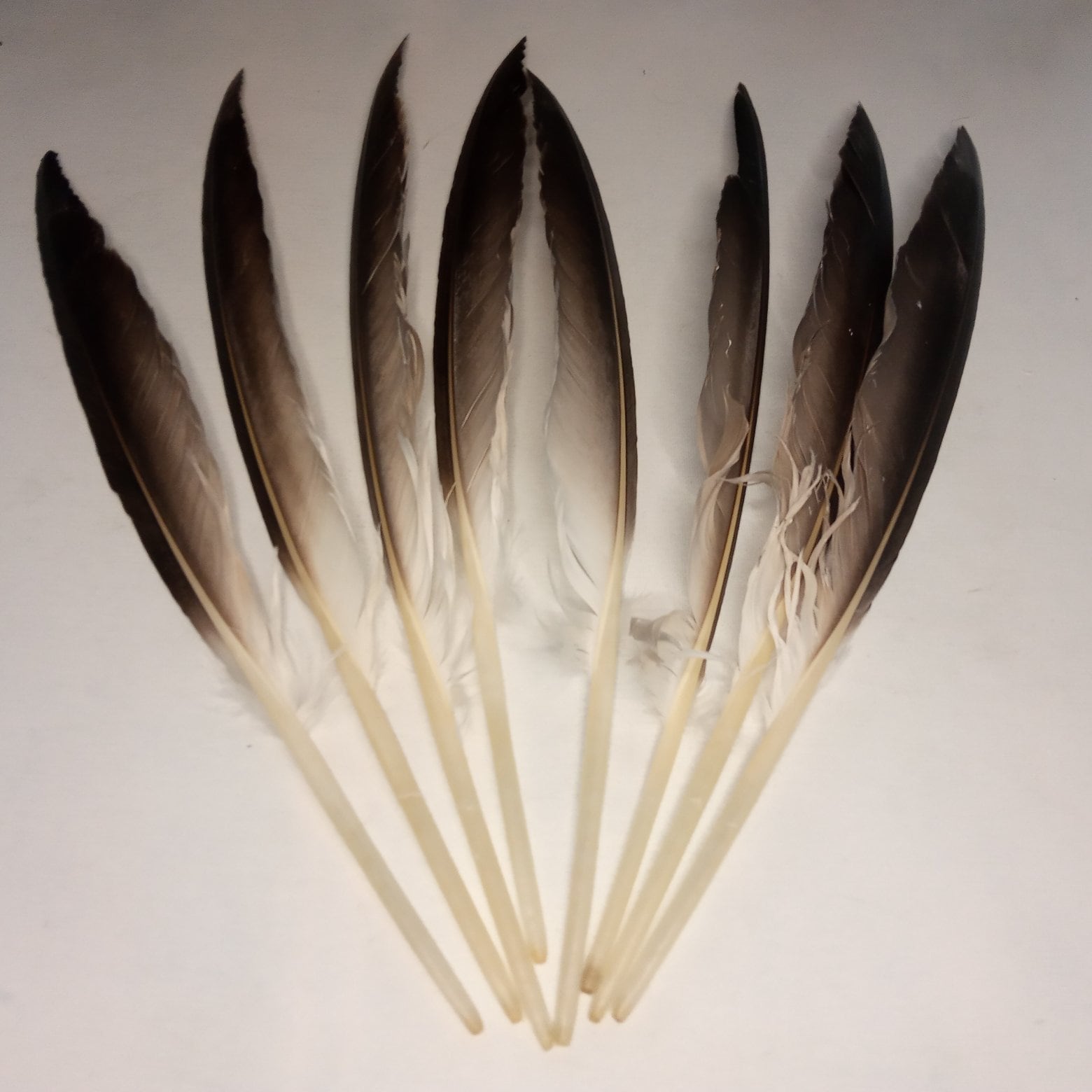 Seagull Feather Tattoo