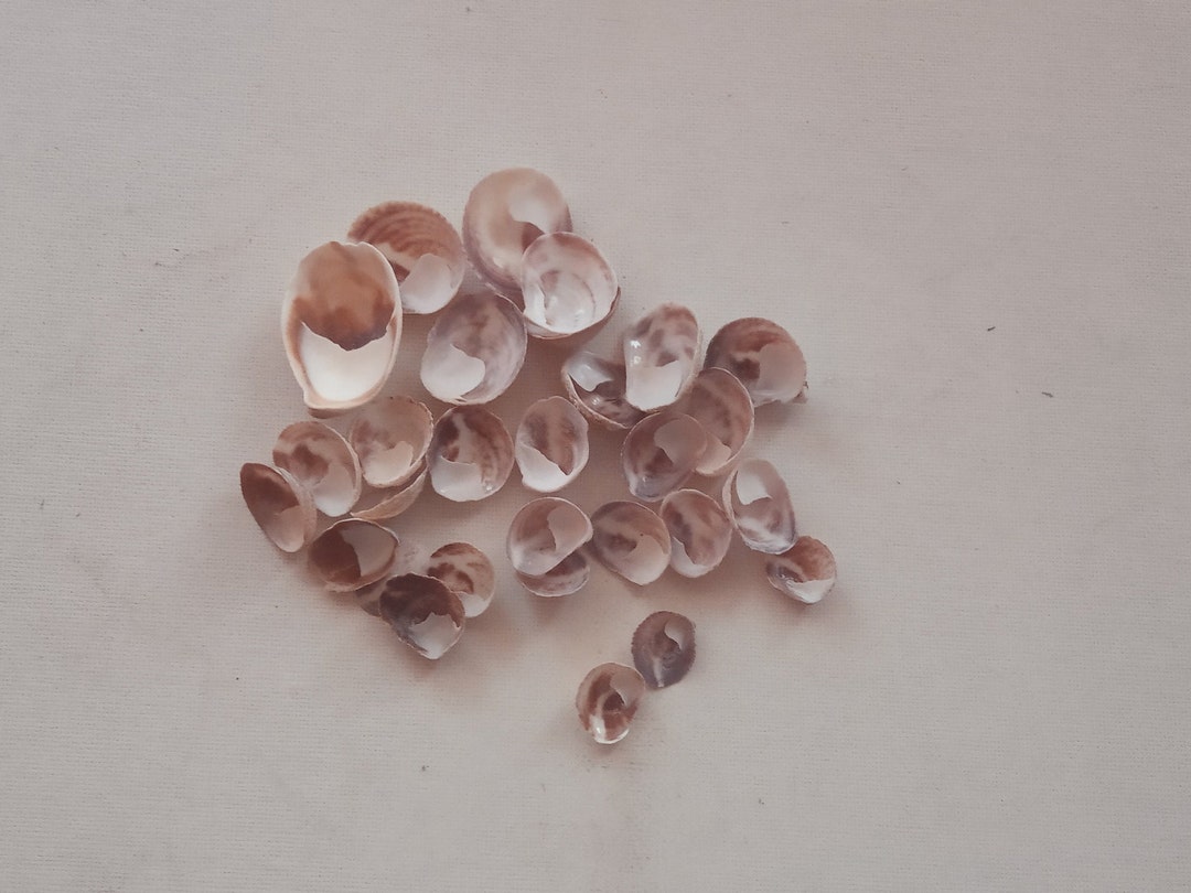 30 Slipper Sea Shells for Beach Fairy Decor Wedding Decoration Creative ...