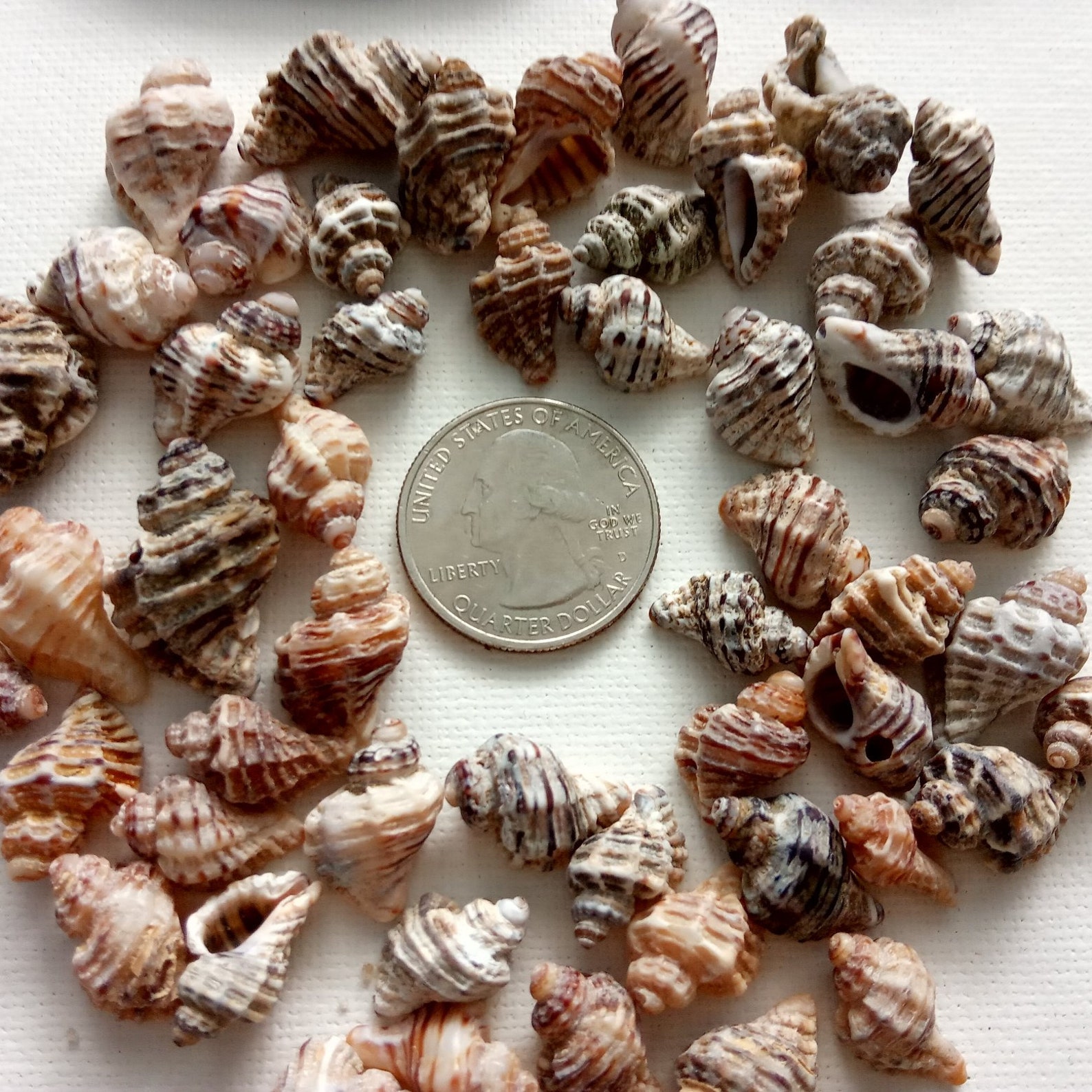 50 Sting Winkle Shells Portuguese Sea Shell Bulk Large Lot - Etsy New ...