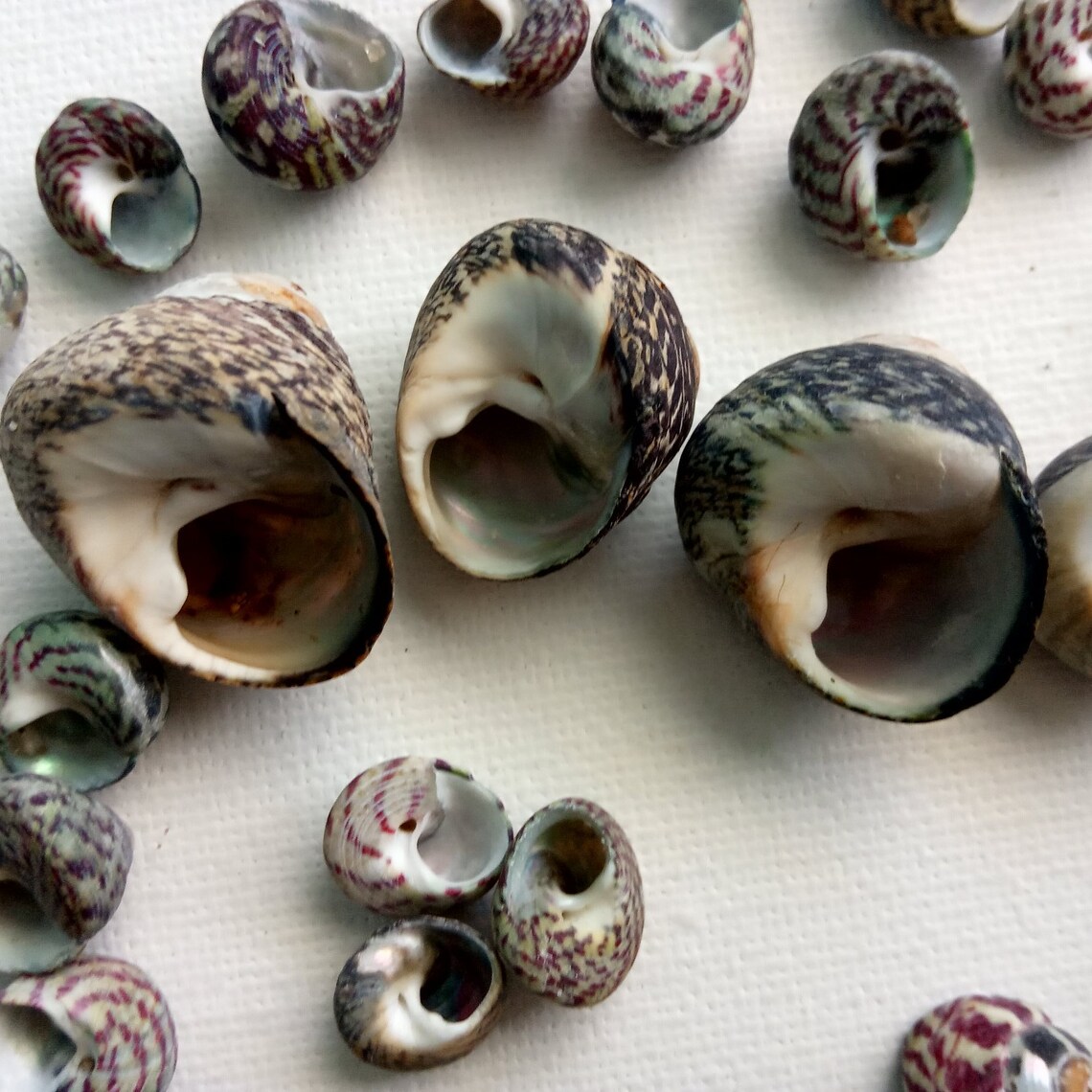 90 Black Periwinkle Shells Portuguese Shell Bulk Large Lot | Etsy