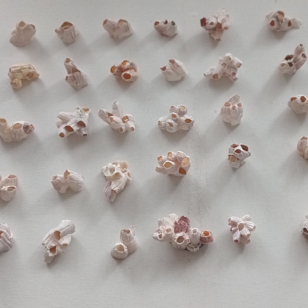 Barnacle Art - Etsy