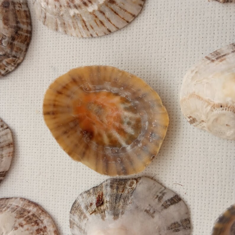 100 Limpet Shells Large Lot With Quality for Wedding Decor - Etsy