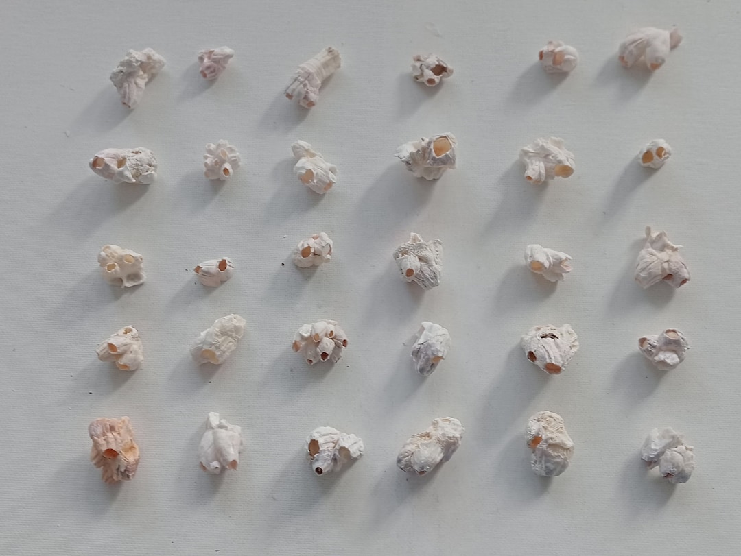 30 Barnacle Clusters and Barnacle Sea Shells for Terrariums and Craft ...