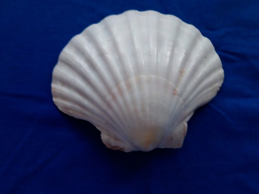 Giant Scallop Shell Big Size 120 Mm for Curiosity Cabinet Collection ...