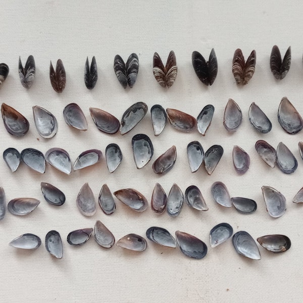 Mussel Shells - Etsy