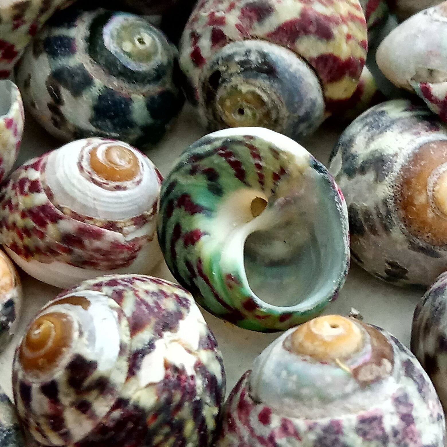 90 Black Periwinkle Shells Portuguese Shell Bulk Large Lot | Etsy