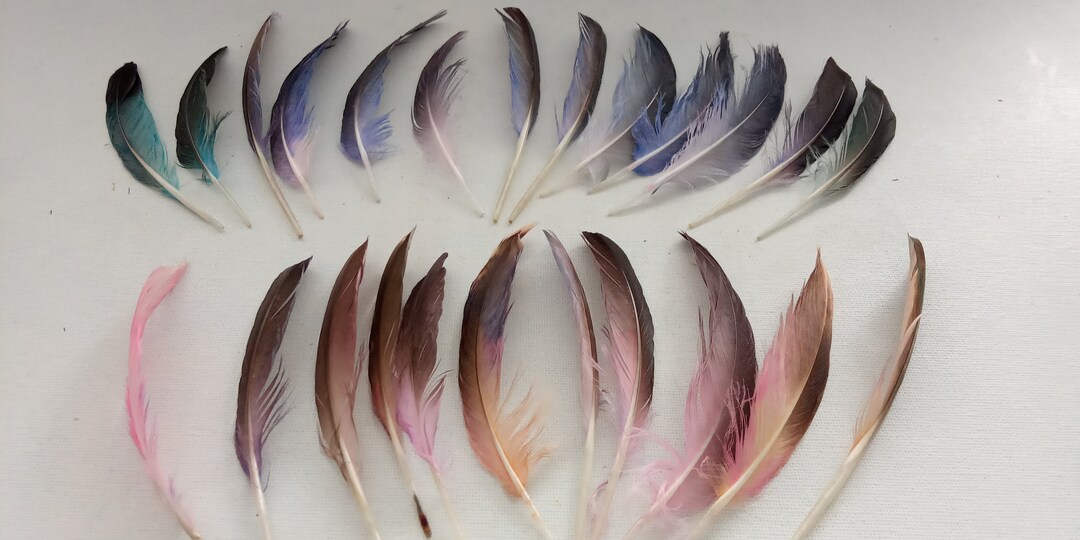24 Hand-painted Natural Seagull Feathers for Creative Projects Hair ...