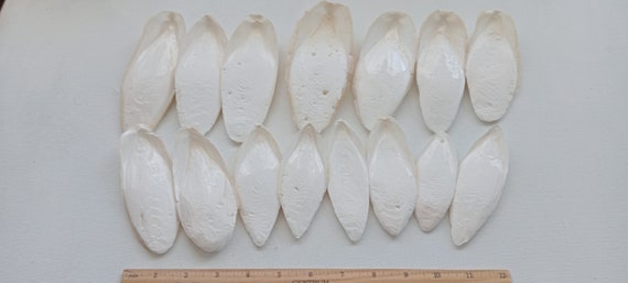Cuttlefish Bone