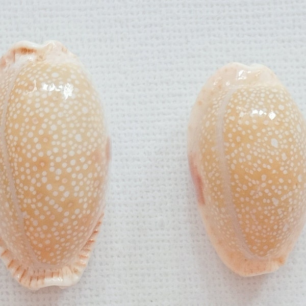 Rare Sea Shells - Etsy