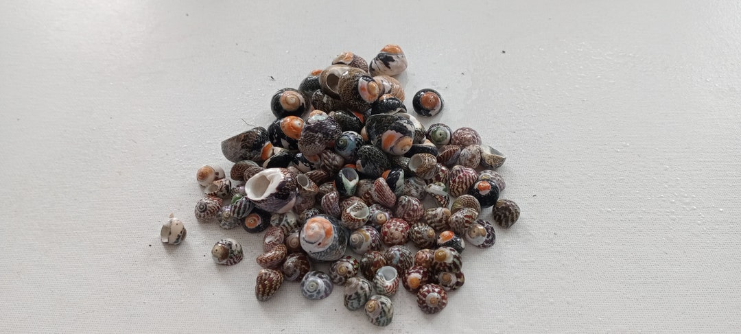 100 Black Periwinkle Shells Large Lot With Quality for Craft Supplies ...