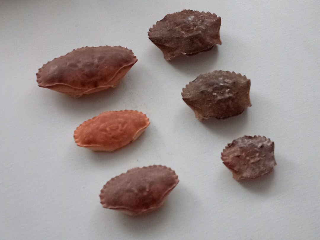 6 Portuguese Crab Shells for Craft Supplies Nautical Decor Ornaments ...