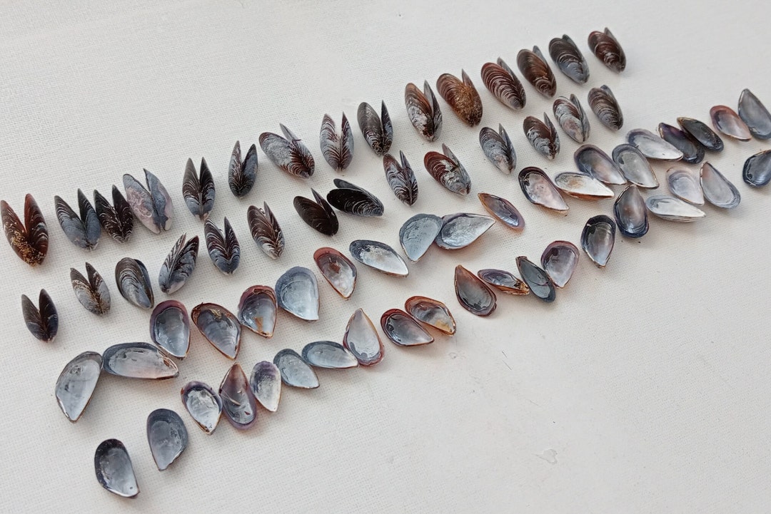 100 Mussel Shells XS Sea Shell Bulk Large Lot With Quality Supplies for ...