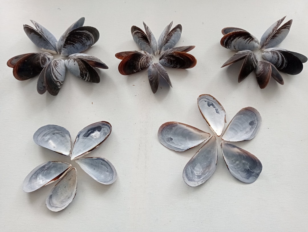 40 Mussel Sea Shells L Bulk Large Lot With Quality for Wedding - Etsy