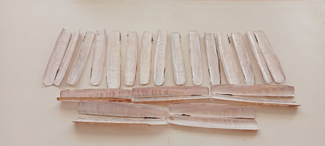 25 Portuguese Sea Shells M Razor Clam for Craft Making Nautical Decor ...
