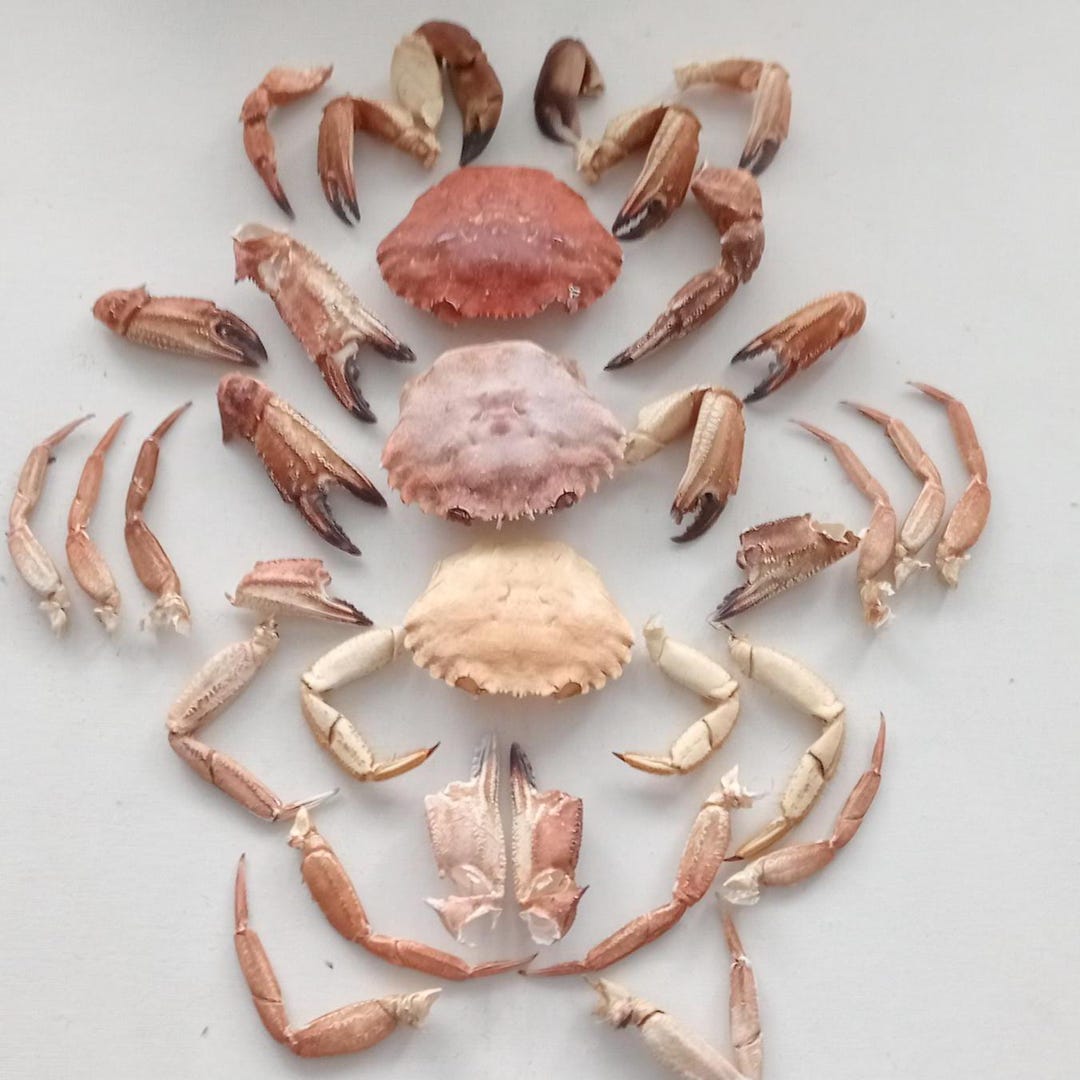 30 Portuguese Crab Claws Legs Sea Shells Big Size for Craft Making ...