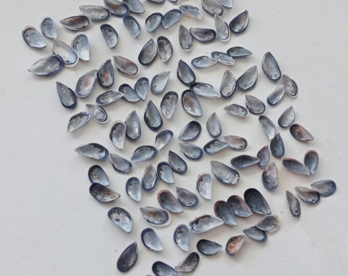 100 Mussel Shells XS Sea Shell Bulk Large Lot With Quality Supplies for ...