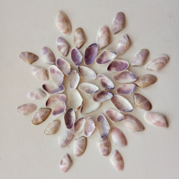 Coquina Shell Crafts