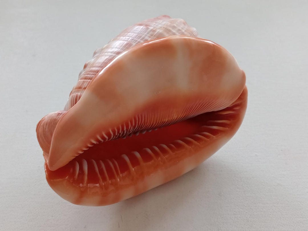 Cypraea Cassis Rufa Sea Shell Big Size 110 Mm for Curiosity Cabinet ...